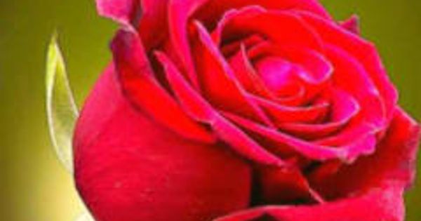 Infant Layla Rorie Obituary in Greensboro at Perry J. Brown Funeral ...
