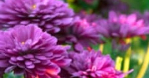 Mr. Frank Stringer Obituary in Valley Alabama at Davis Memorial ...