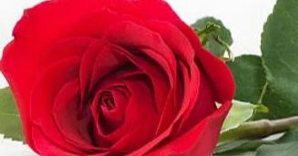 Carlton Wilson Obituary in Lakeland at Coney Funeral Home | Obit