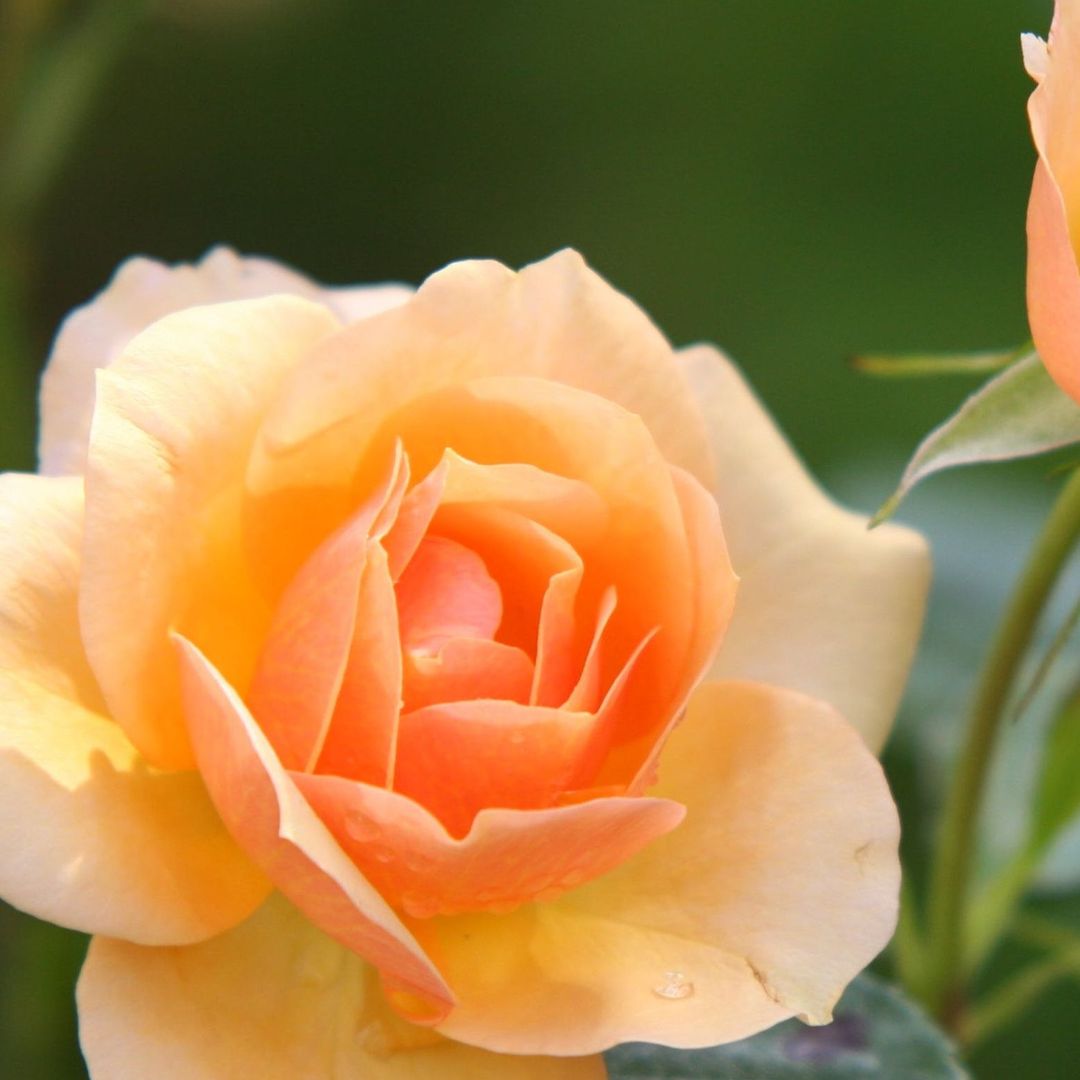 Pamela Benion Obituary in Alexander City at Wright's Funeral Home | Obit