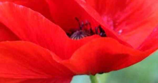 Susan Dianne Griffith Obituary in Pendergrass at Central Cremation ...