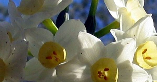 David Neal Hahn Obituary in Pendergrass at Central Cremation Services ...