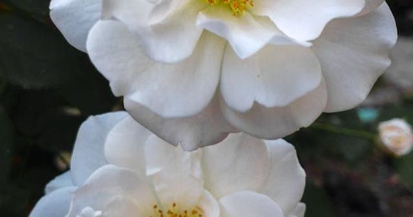 Kenneth Edward Partain Obituary in Pendergrass at Central Cremation ...