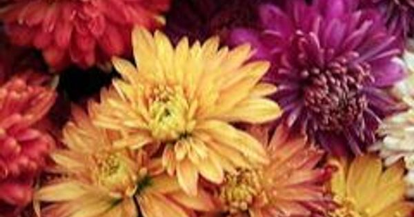 Gloria Marie Huff Obituary in Pendergrass at Central Cremation Services ...