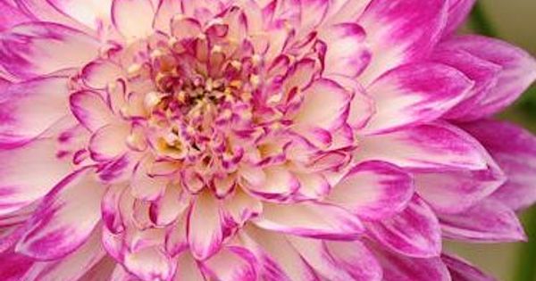 Linda Joyce Farrell Obituary in Pendergrass at Central Cremation ...