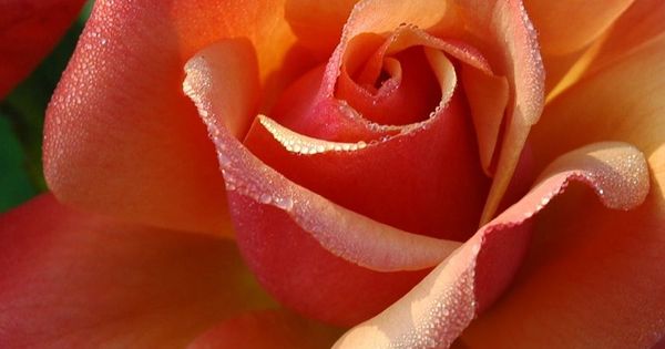 Susan Laura Bohannon Obituary in Pendergrass at Central Cremation ...