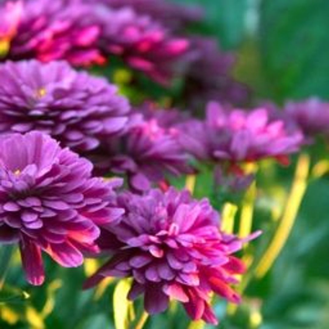 Kathryn Susan Nix Obituary in Pendergrass at Central Cremation Services ...