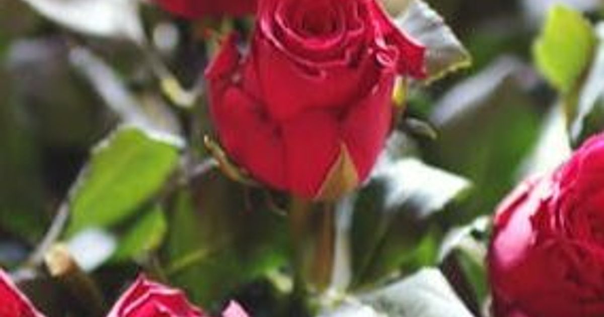 Anna Flores Obituary in Pendergrass at Central Cremation Services | Obit