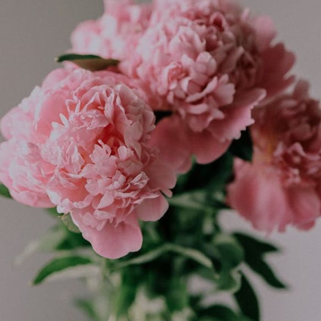 Alexis Ann Cooke Obituary in Pendergrass at Central Cremation Services ...