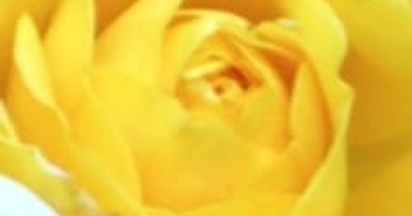 Cindy Marie Urban Obituary in Pendergrass at Central Cremation Services ...