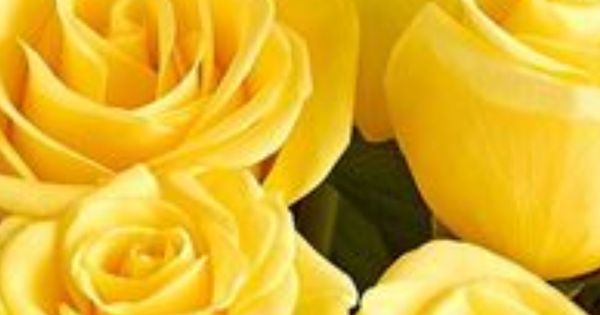 Nancy Lynn Westrate Obituary in Durham at Holloway Memorial Funeral ...