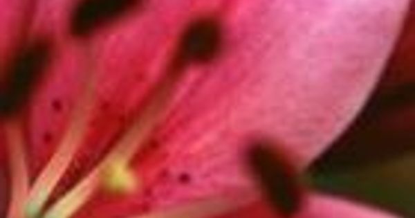 Judith Darlene Donaldson (Goodlow) Obituary in Birmingham at Bushelon ...