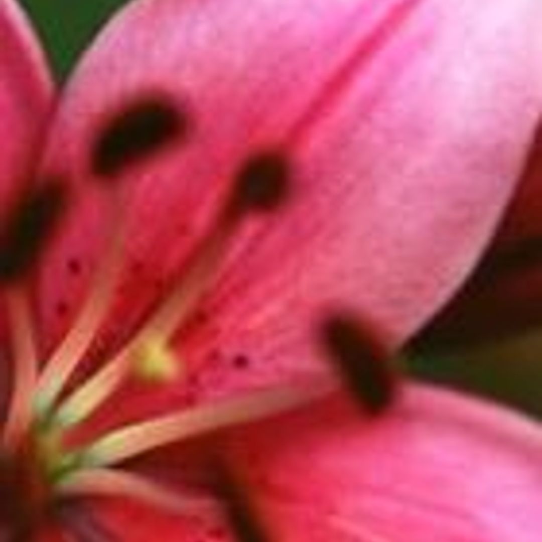 Kameron Arthur Ward Obituary in Birmingham at Bushelon Funeral Home | Obit