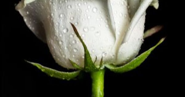 Calvin J. Williams Obituary in Decatur at Donald Trimble Mortuary, Inc ...