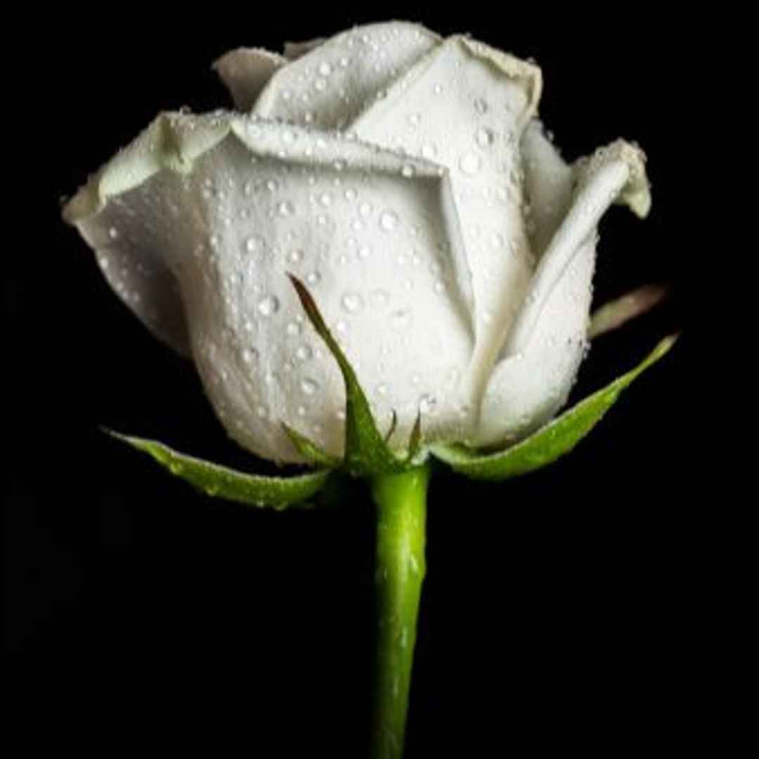 Raymond K. Haynes Obituary in Decatur at Donald Trimble Mortuary, Inc ...