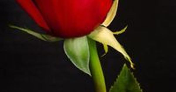 Doris Mack Obituary in East Point at Gus Thornhill's Funeral Home, Inc ...