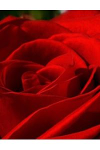 Judy Stoll Obituary in Pendergrass at Central Cremation Services | Obit