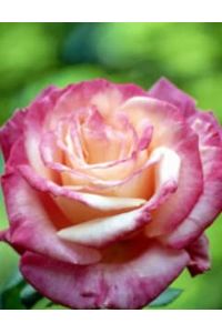 Mary Susan Gotham Obituary in Pendergrass at Central Cremation Services ...