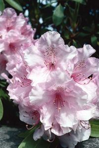 Marilyn Elaine Busson Obituary in Pendergrass at Central Cremation Services