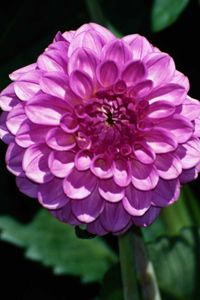 Jessica Lorraine Blackwell Obituary in Pendergrass at Central Cremation ...