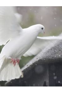 Jack Gaskins Obituary in Lanett at Valley-Point Funeral Home ...