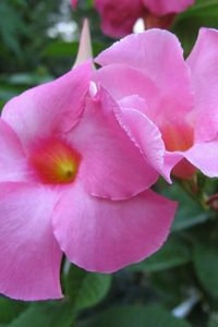 Rachel Faust Obituary in Lanett at Valley-Point Funeral Home ...