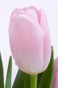 Elizabeth Downing Obituary in New York at Bailey's Funeral Home | Obit