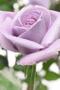 Maria Cantos Obituary in New York at Bailey's Funeral Home | Obit