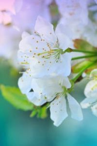 Theresa Pyle Obituary in Warren at WJSmith Funeral Home – WJSmith ...