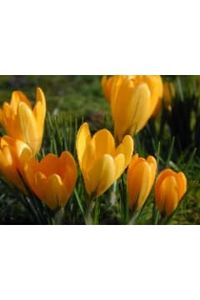 Sadie Babula Obituary in Warren at WJSmith Funeral Home | Obit