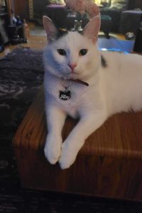 Tippy Albertini / Lord Obituary in Warren at Faithful Friends Pet ...