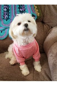 Bella Patrice Adams Obituary in Black Hawk at Resting Pawz Pet ...