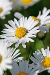 Lillian Melita Riley Obituary in Milton at Dolan Funeral Homes and ...