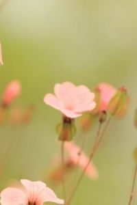 Gloria (Rota) Taylor Obituary in Milton at Dolan Funeral Homes and ...
