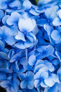 Ellen T. (O’Malley) Dillon Obituary in Milton at Dolan Funeral Homes ...