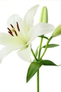 Alice Rilla Isaacson Obituary in Sault Ste Marie at EUP News | Obit