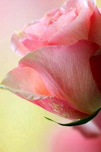 Obituaries at Fitchett-Mann Funeral Services in Chesapeake