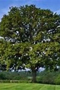 David Barnes Obituary in Dothan at Wiregrass Daily News | Obit