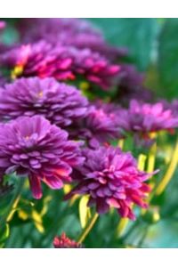 Mr. Frank Stringer Obituary in Valley Alabama at Davis Memorial ...