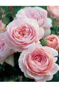 Julia Mae Ware Obituary in Alexander City at Wright's Funeral Home | Obit