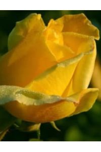 William Barry Moran Obituary in Pendergrass at Central Cremation ...