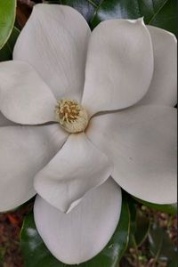 Robert Leon Davis Obituary in Pendergrass at Central Cremation Services ...