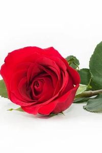 Carlton Wilson Obituary in Lakeland at Coney Funeral Home | Obit