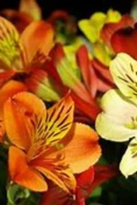 Sigmund Brown Obituary in Redford Township at Fisher Funeral Home | Obit