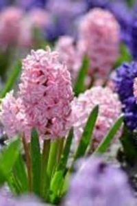 Robert Lee Pugh Obituary in Redford Township at Fisher Funeral Home