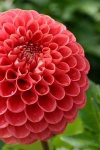 Daniel Shawn McCaig Obituary in Redford Township at Fisher Funeral Home ...