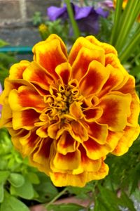 Anthony James- Charles Boatwright Obituary in Redford Township at ...