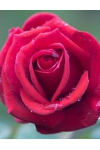 Rita McKenzie Obituary in Decatur at Donald Trimble Mortuary, Inc. | Obit