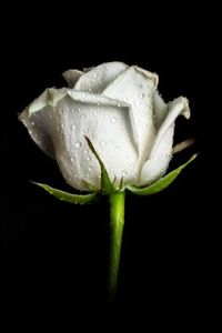 Raymond K. Haynes Obituary in Decatur at Donald Trimble Mortuary, Inc ...
