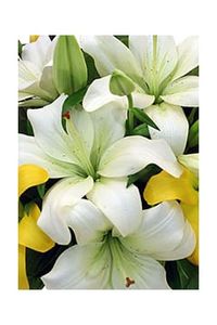 Gary Robert Lindner Obituary in Pittsburgh at John F. Slater Funeral ...